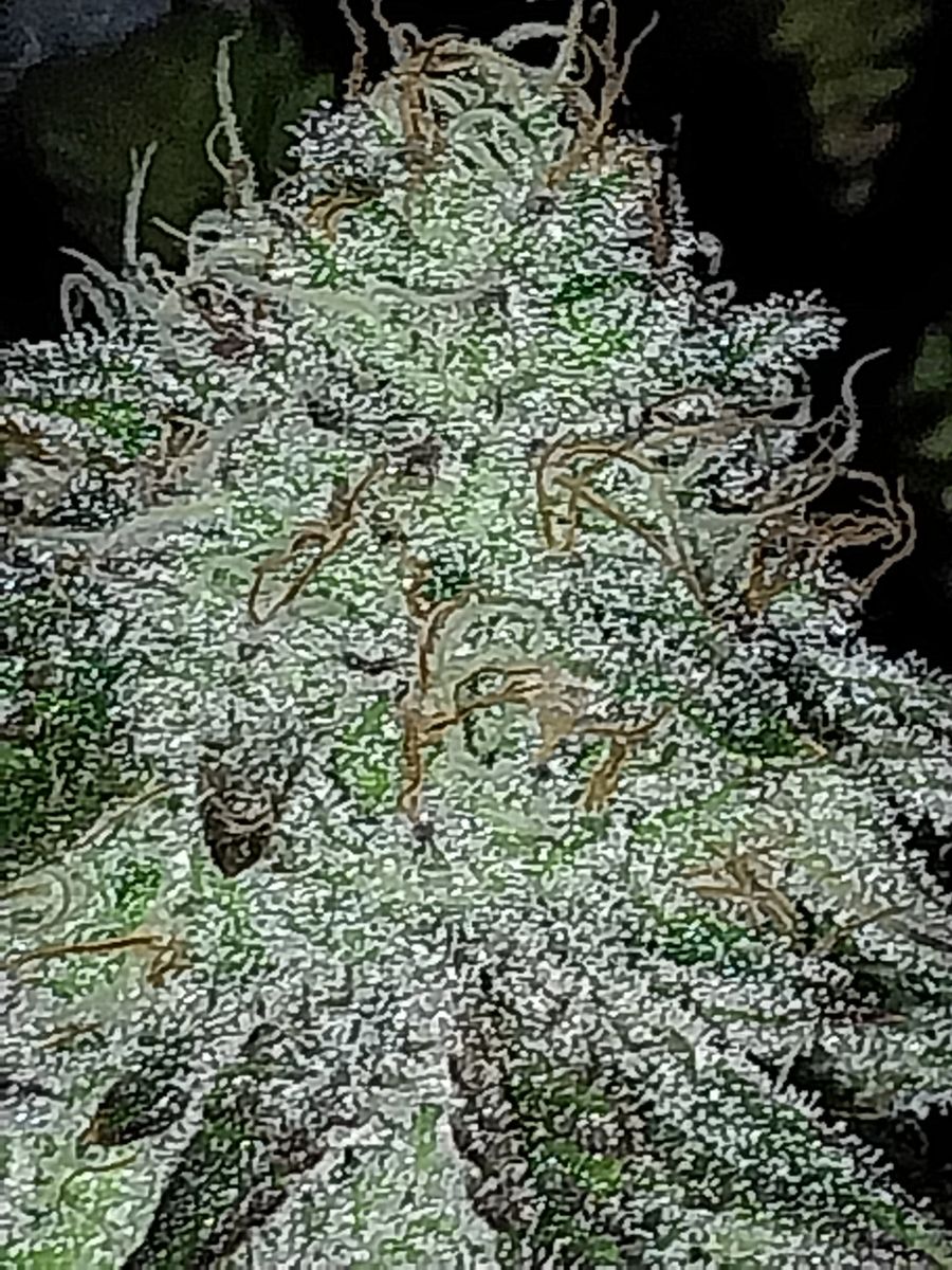 SUPER SOUR RUNTZ 5 PACK FEMINIZED SEEDS