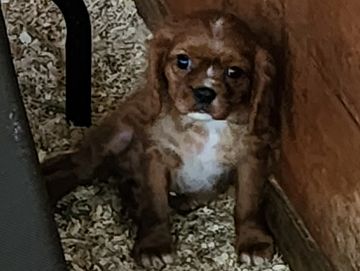Available Puppies | Gold Oak Cavaliers