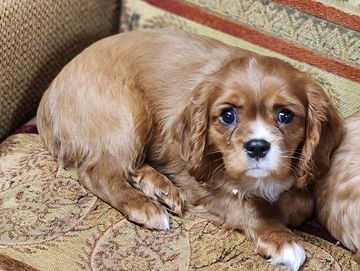 Available Puppies | Gold Oak Cavaliers