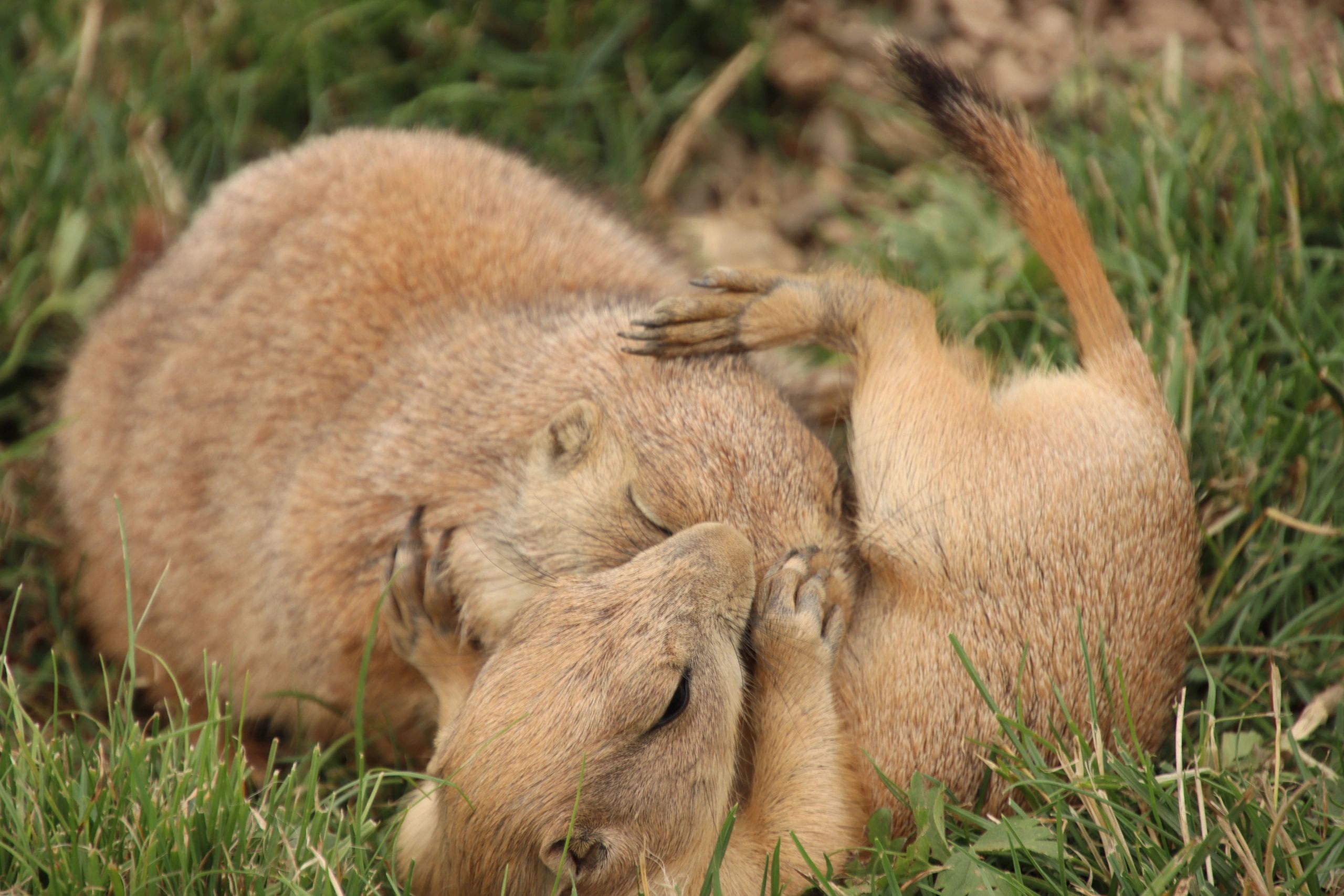 Using Prairie Dogs as Practice Prey is Unscientific and Heinous