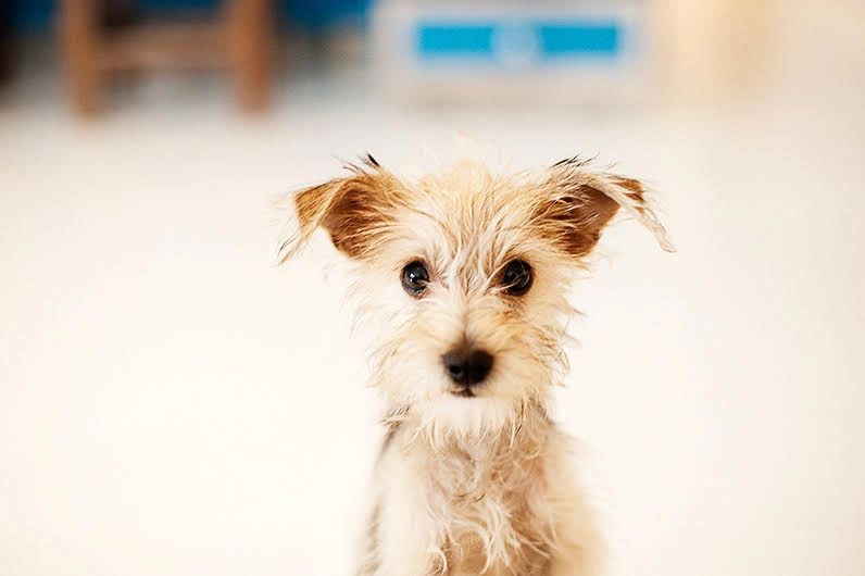 The Importance of Recognizing Sentience in Non-Human Animals