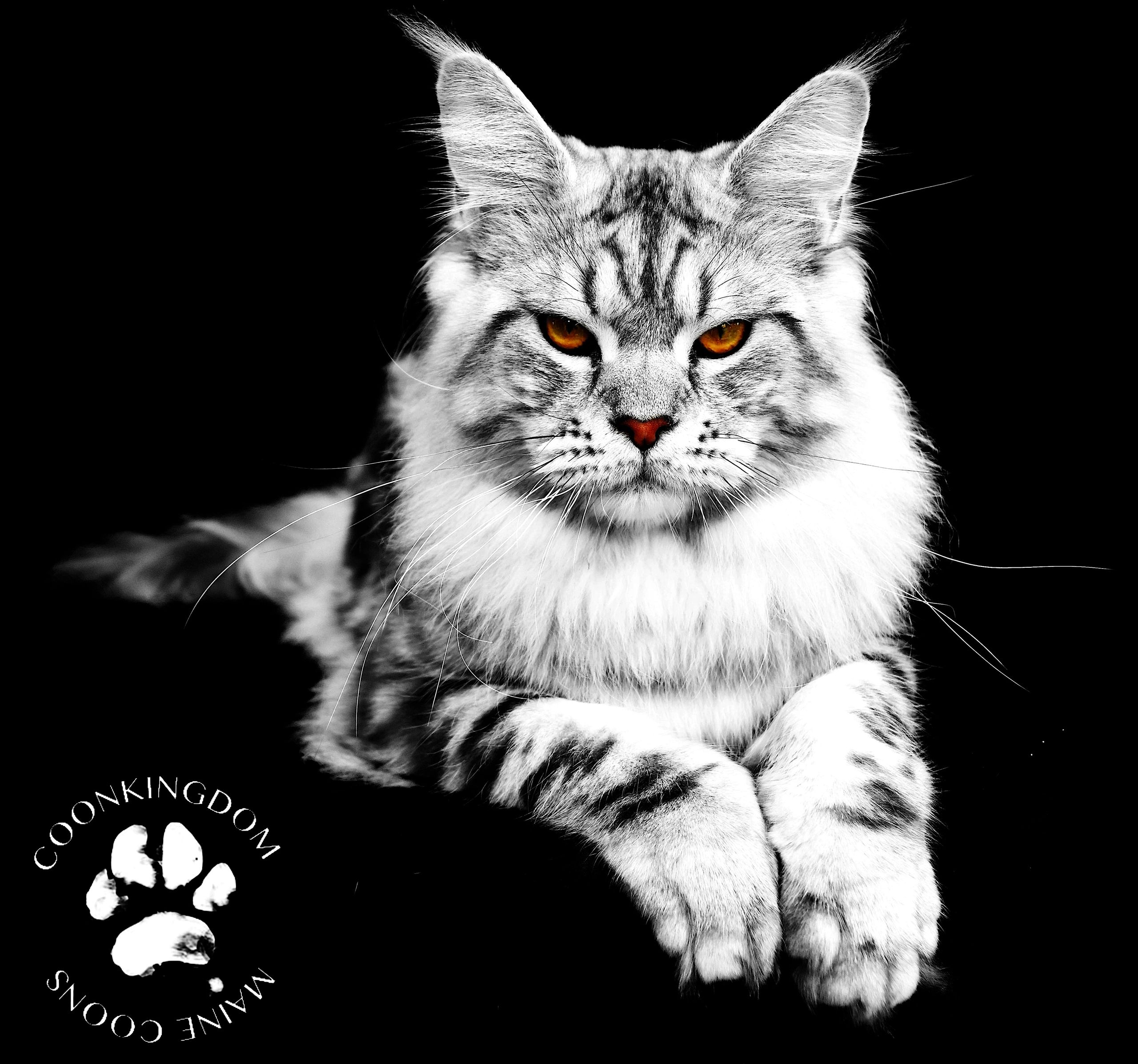 Rima - Maine Coon