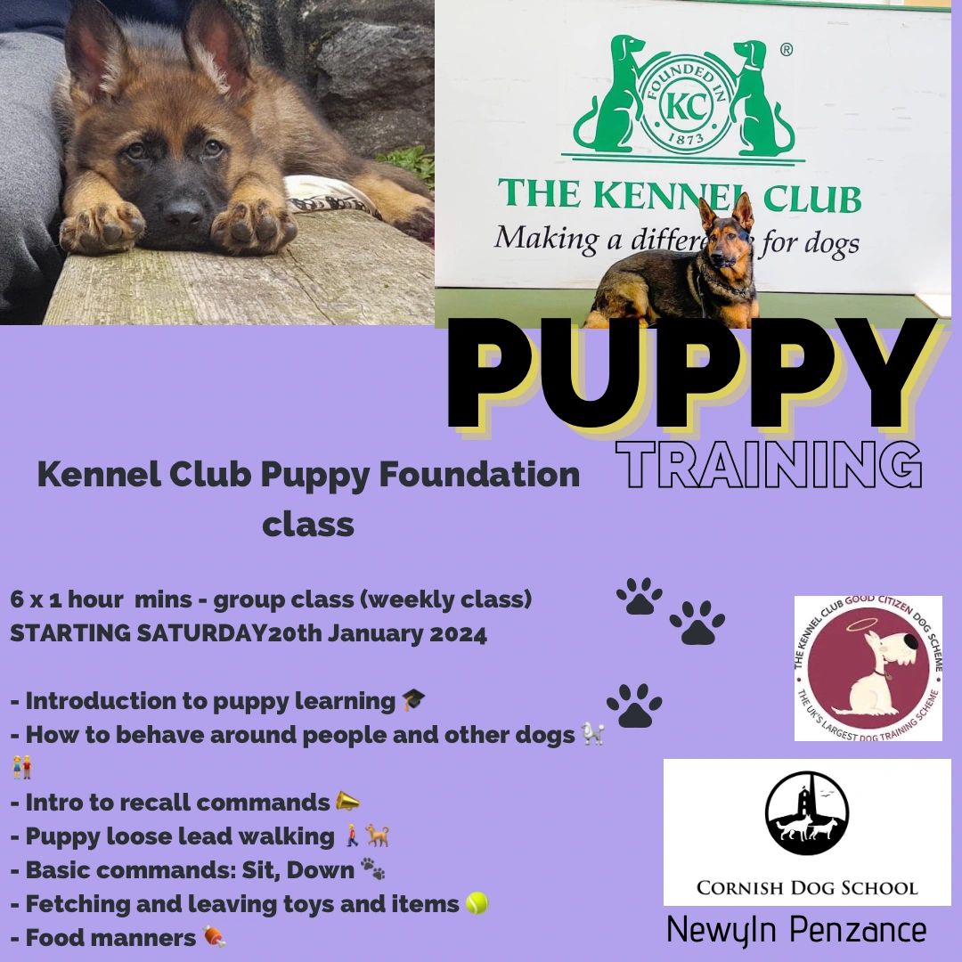 Kennel Club Puppy Foundation Course - 6 weeks January 20, 2024 January ...