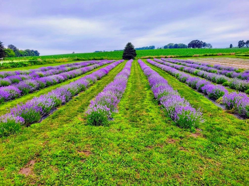 Maple Grove Lavender