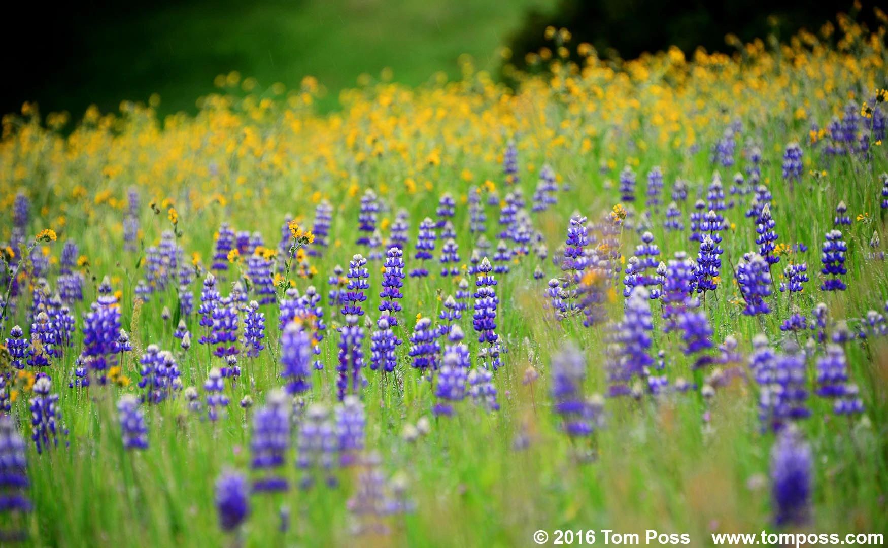 Tom Poss Photography - Wine Country Photos, Photos, Photography