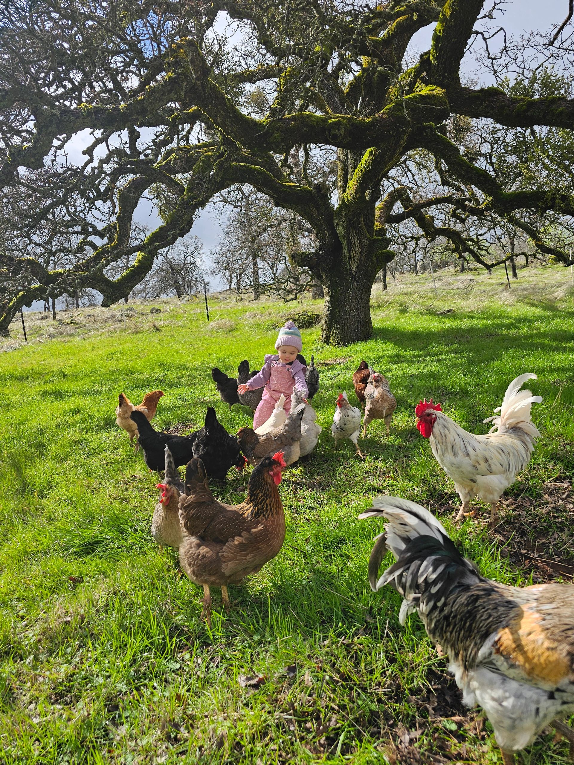 Copper Ridge Farm LLC