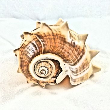 All Can Heal - Seashell Healing, Seashell Healing Book, Spiritual Awakening
