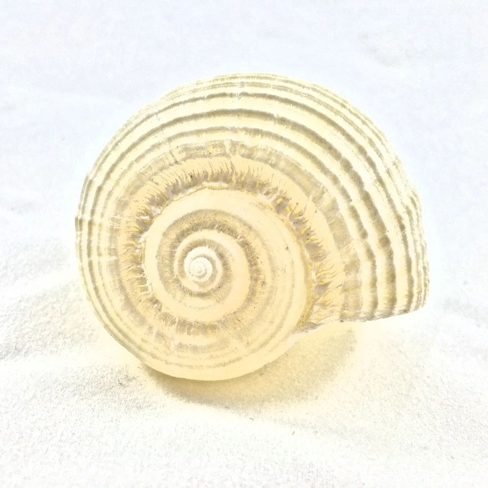 Seashell Wisdom: Hope, Faith & Trust
