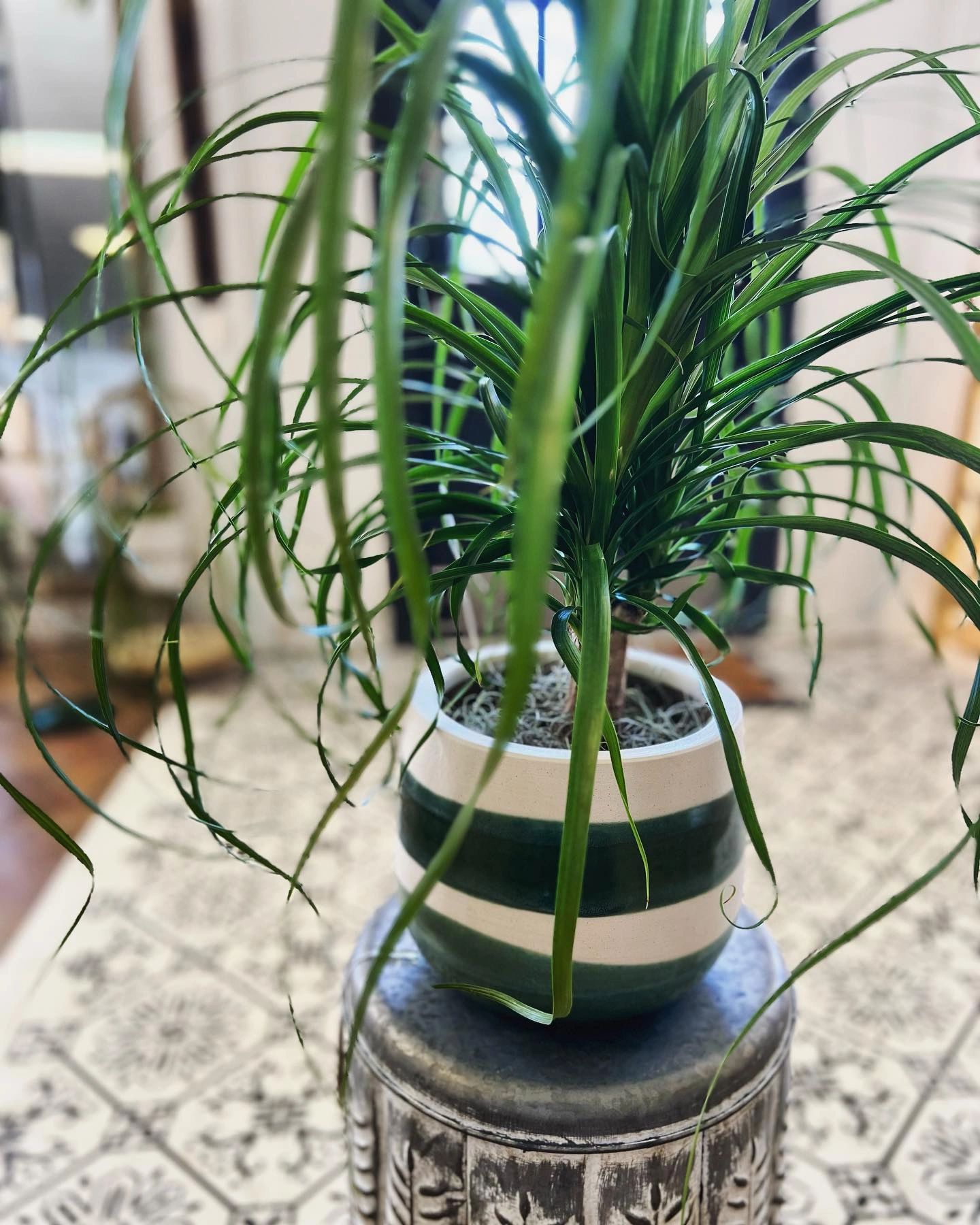 Jade Magnolia is here!