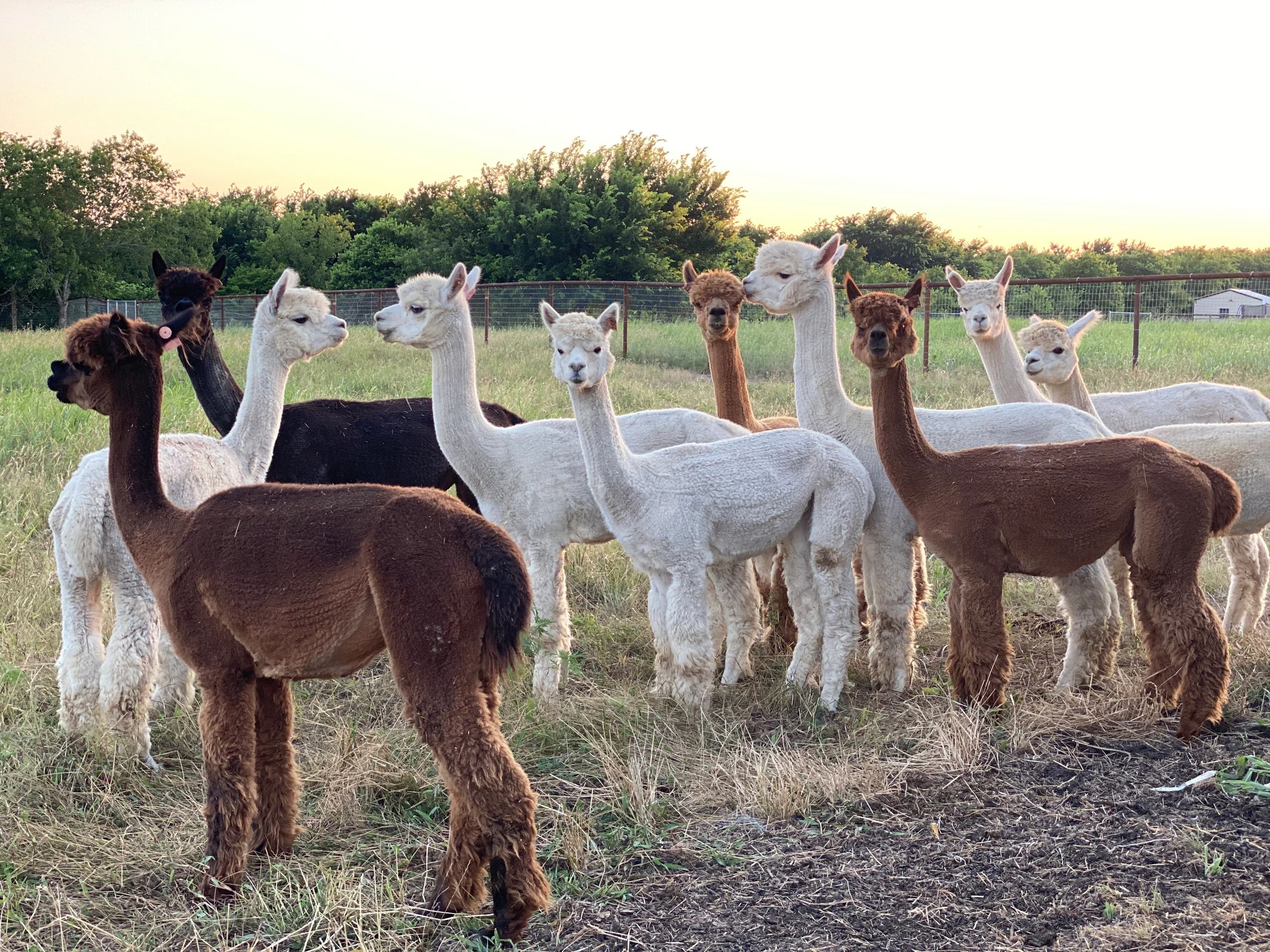 Barnyard Sunrise - Goats, Texas, Kiko