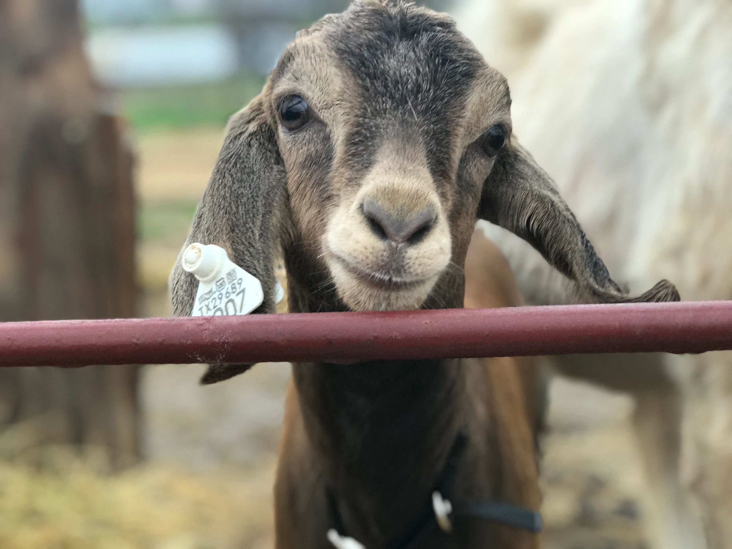 Barnyard Sunrise - Goats, Texas, Kiko