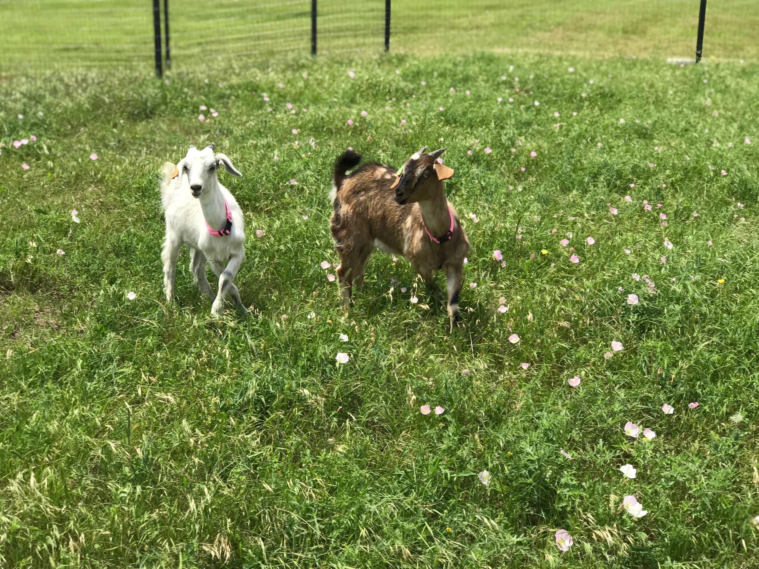 Barnyard Sunrise - Goats, Texas, Kiko