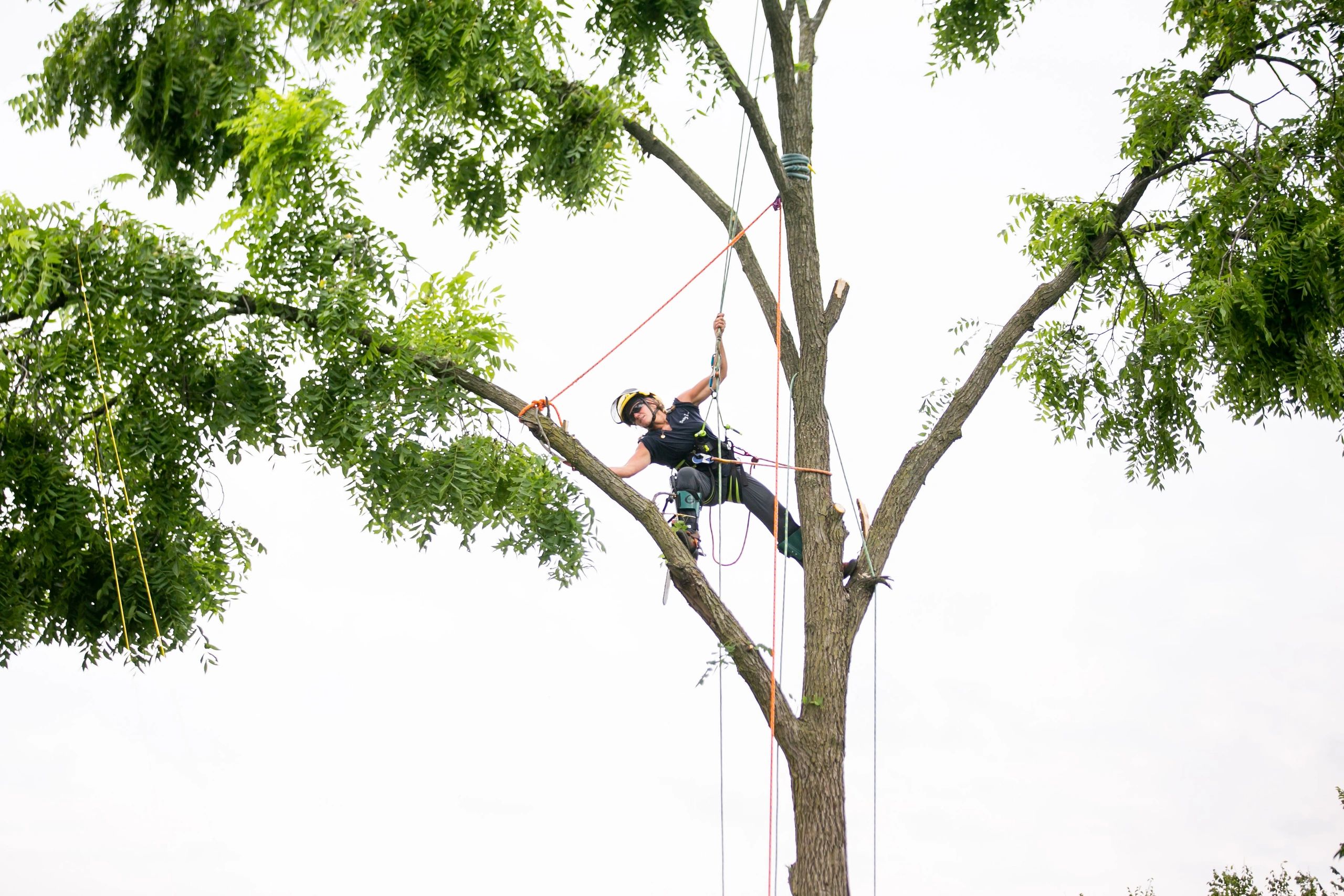 Daisy Tree Care - Tree Care - Dexter, Michigan