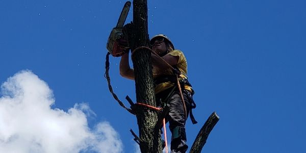 Daisy Tree Care - Tree Care - Dexter, Michigan