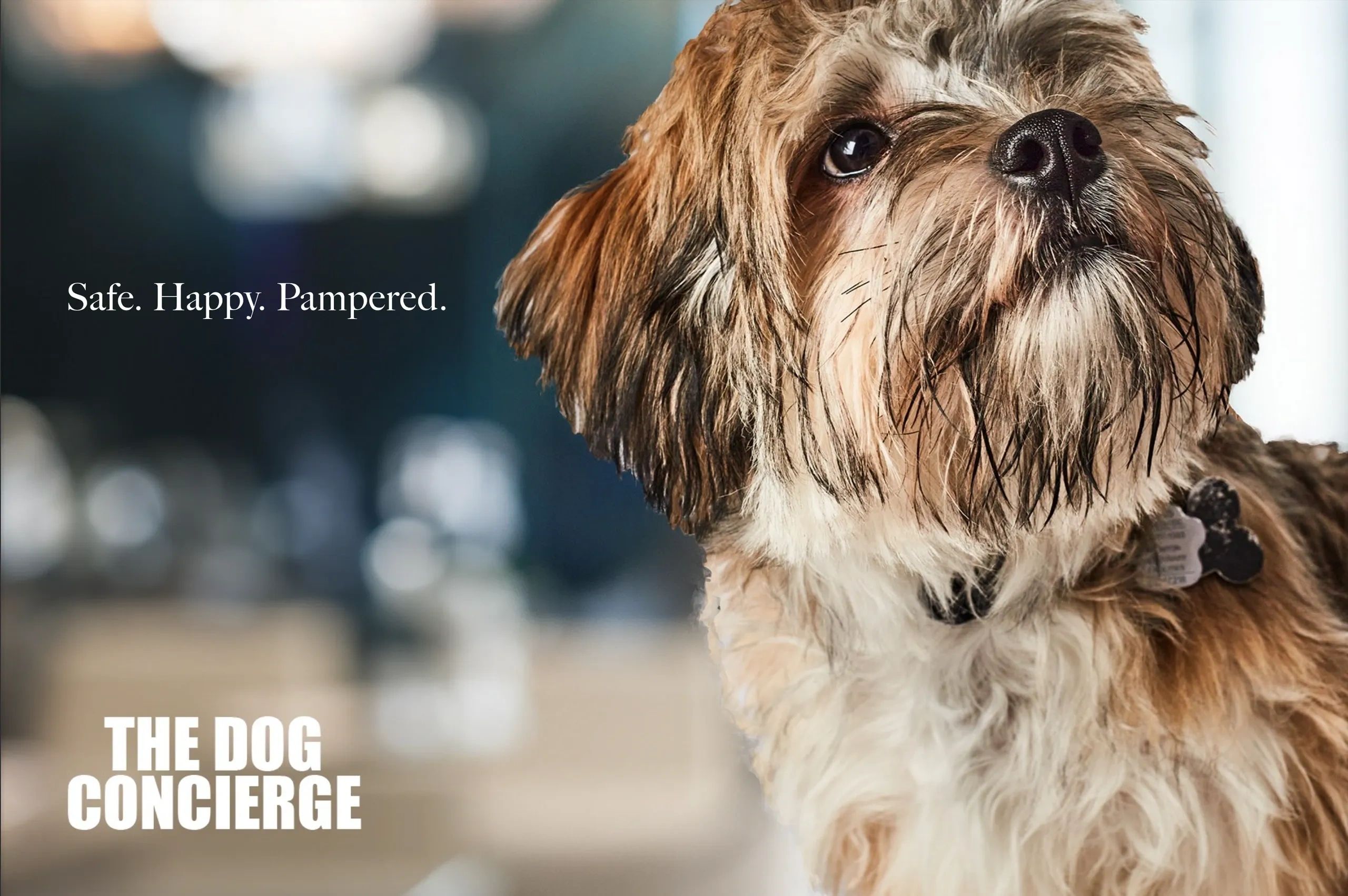 Professional Dog Sitting Services