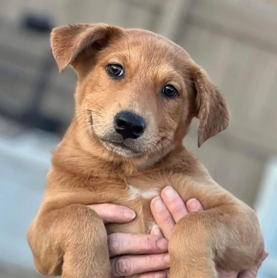 Loving Paws Rescue