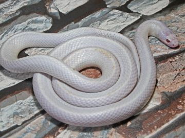 King & Milk Snakes