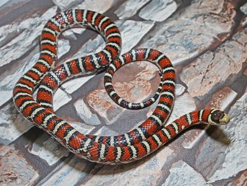 King & Milk Snakes