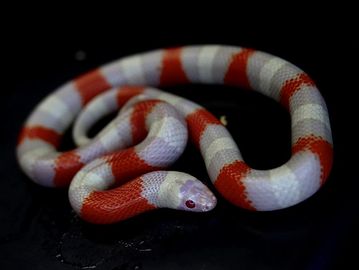 King & Milk Snakes
