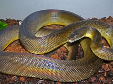 Pythons