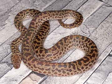 Pythons