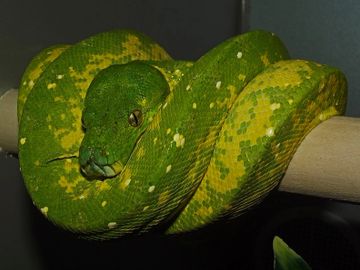 Pythons