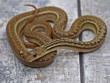 Miscellaneous Snakes