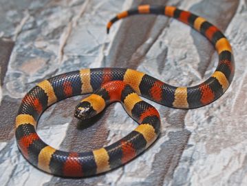 King & Milk Snakes