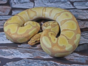 Pythons