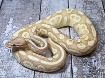 Pythons