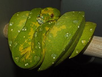 Pythons