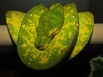 Pythons