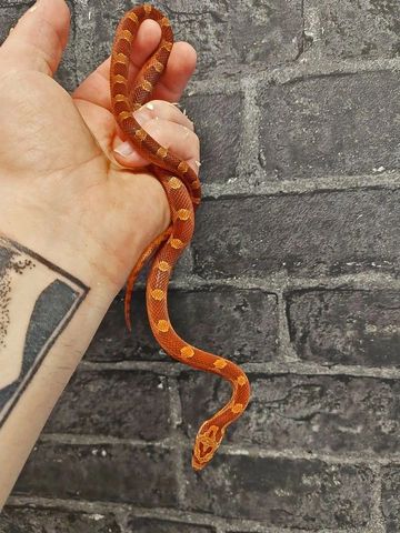 Corn Snakes