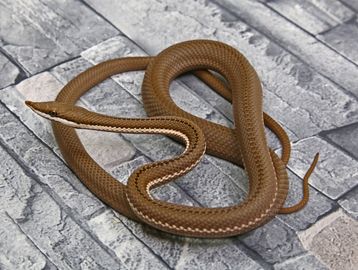 Miscellaneous Snakes