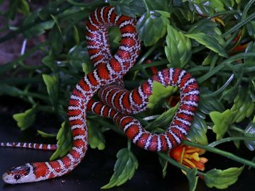 King & Milk Snakes