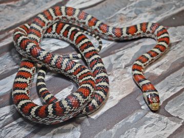 King & Milk Snakes