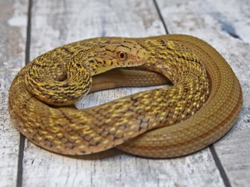 Snakes 'n' Adders - Pet Shop, Reptile Specialist