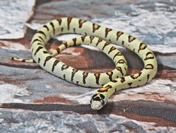 King & Milk Snakes