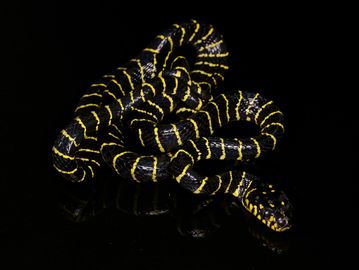 Miscellaneous Snakes