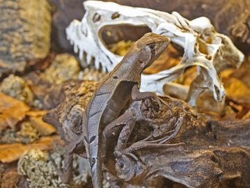 Miscellaneous Lizards