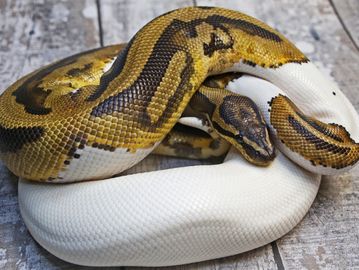 Pythons