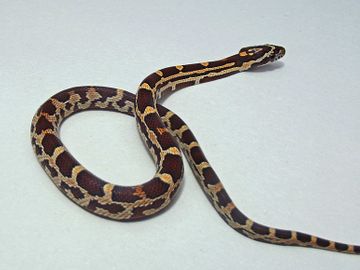 Corn Snakes