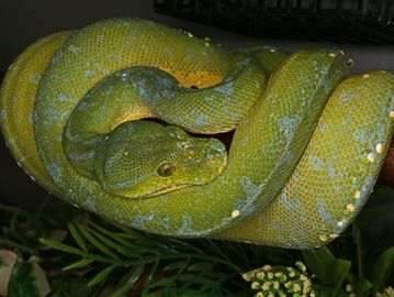 Pythons