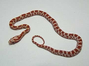 Corn Snakes
