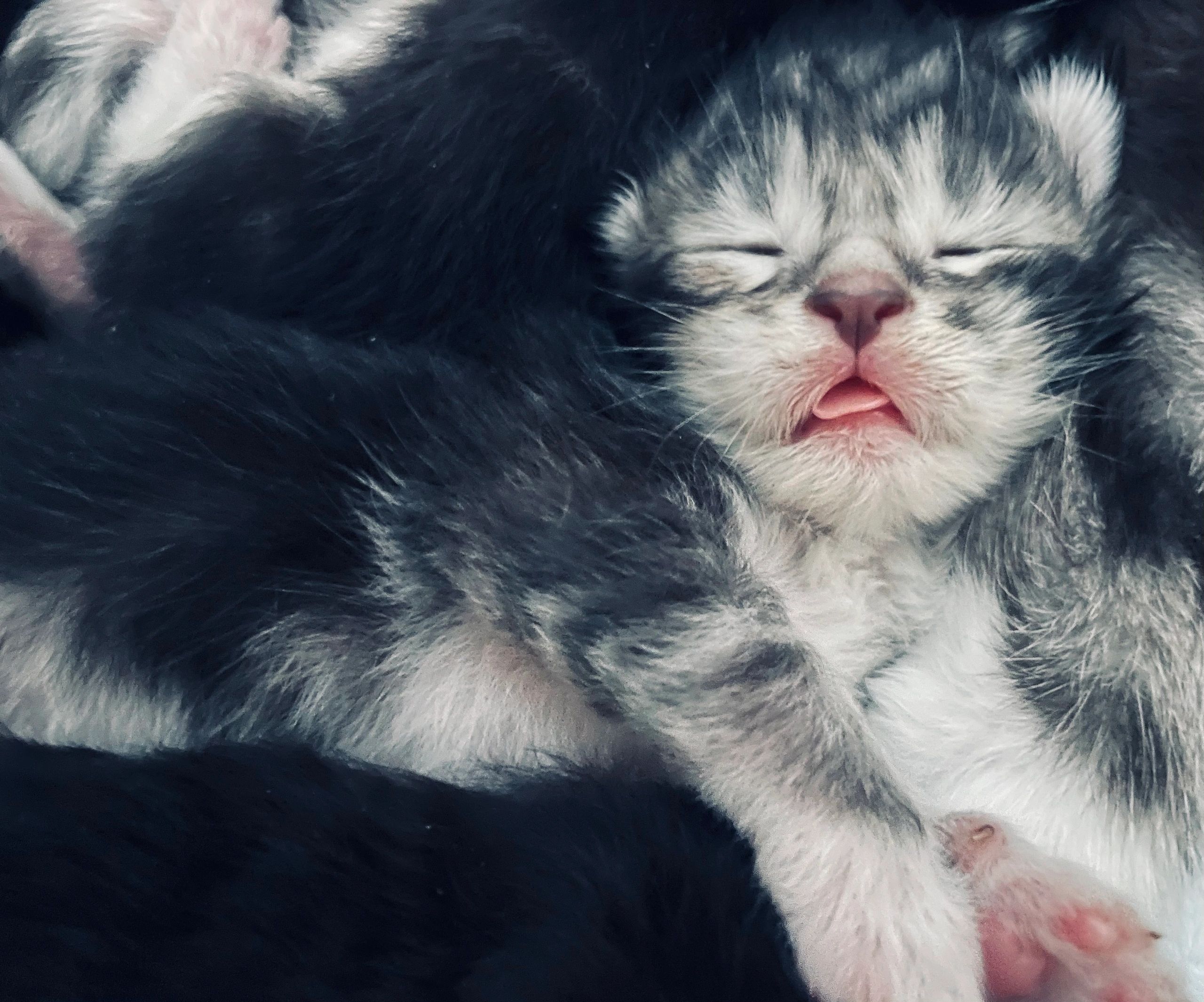 Hawaiian Maine Coon Kittens