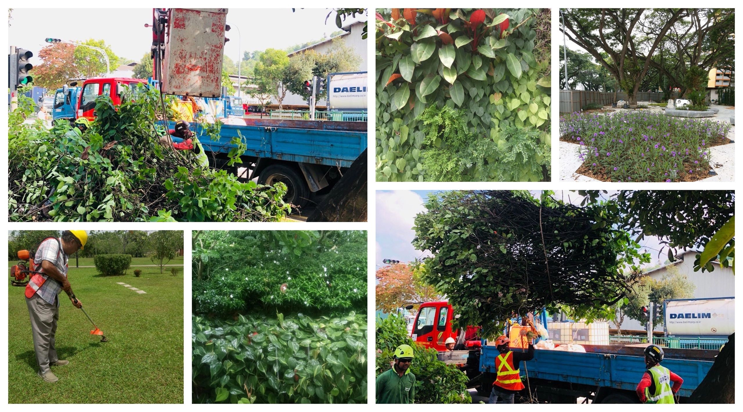 Hash Tree Care - Garden, Landscaping, Arborist