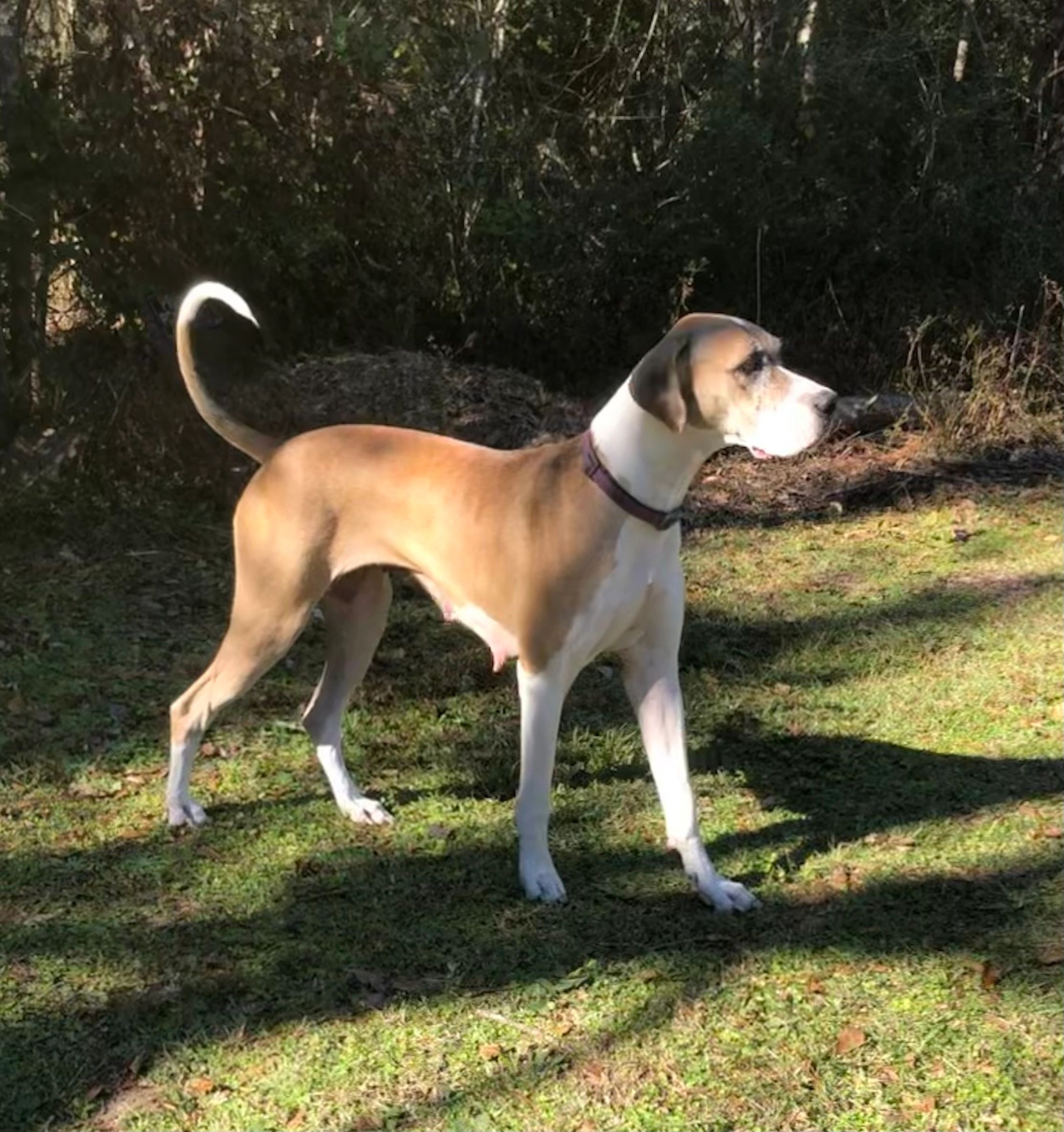 Beagle Great Dane Mix