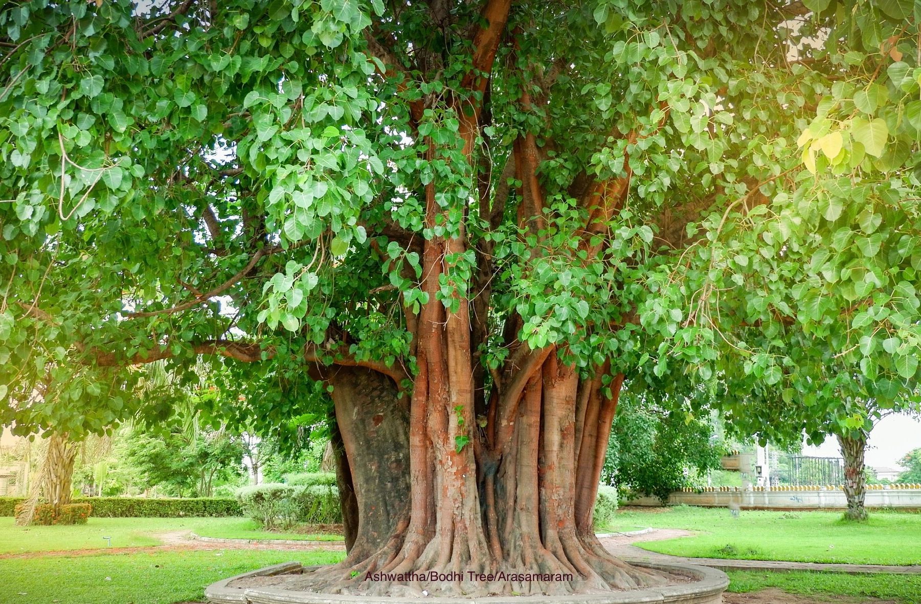 HOME [siddhaherbs.org]