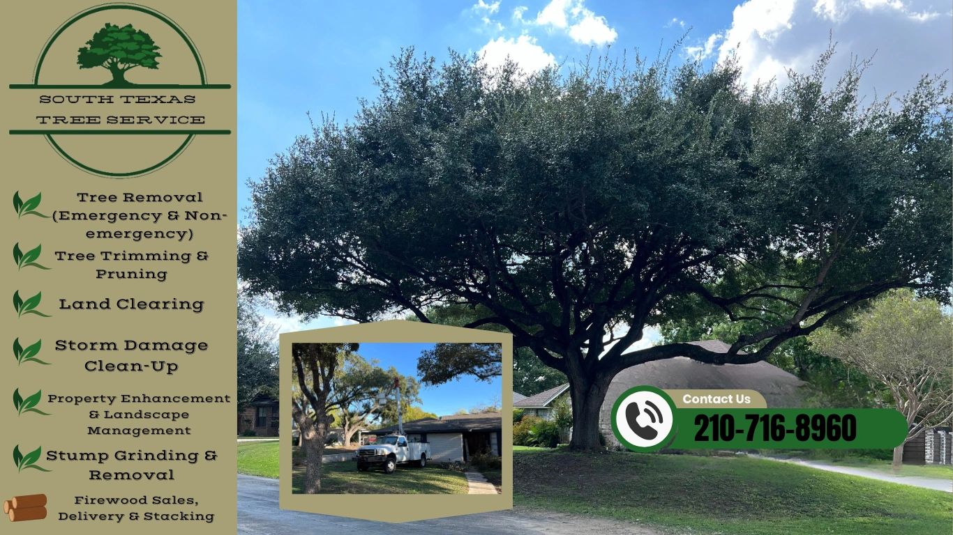 Our Work | South Texas Tree Service