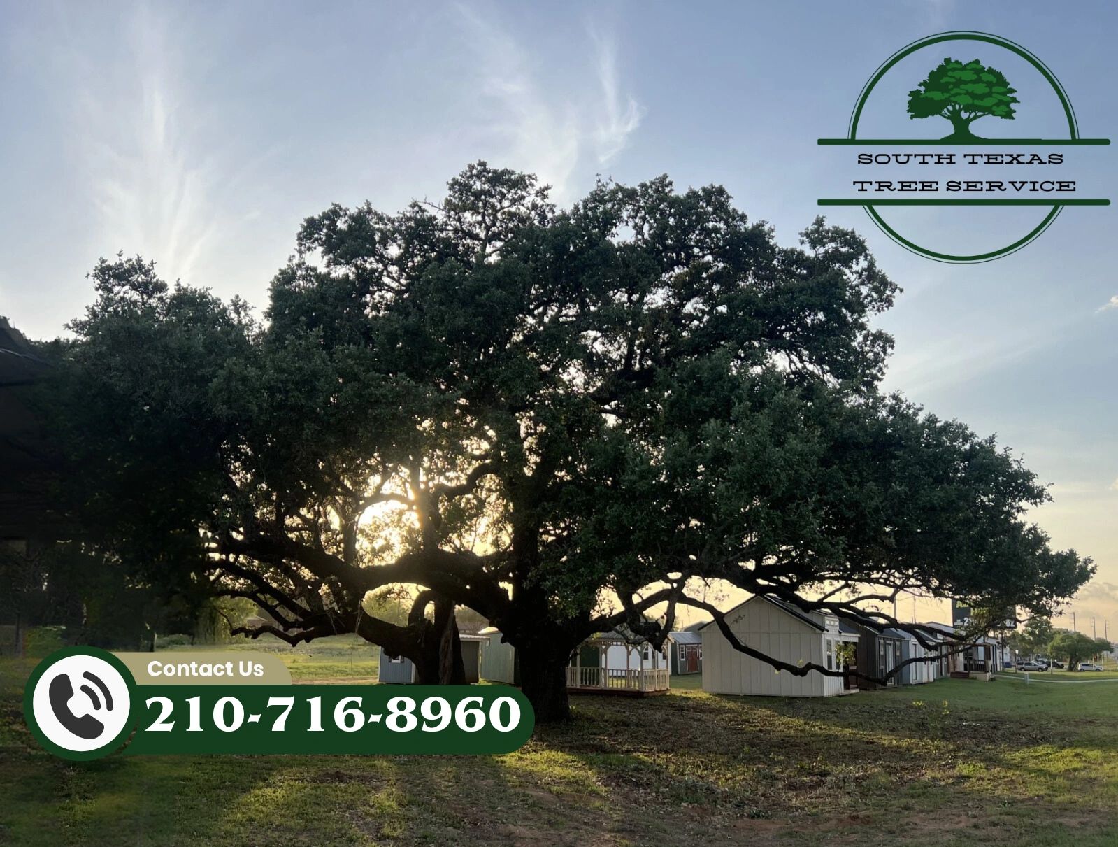 Professional Tree Service in South Texas